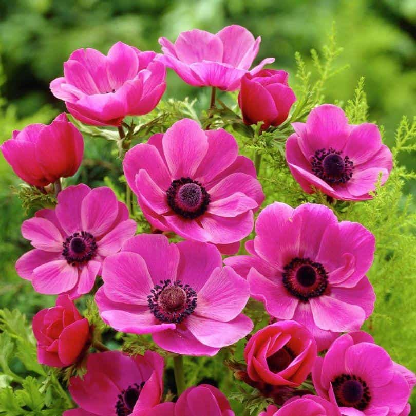 Anemones Bulbs
