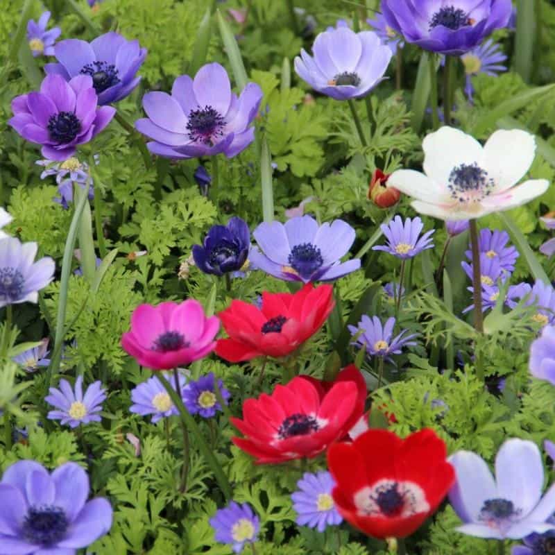 Anemones Bulbs