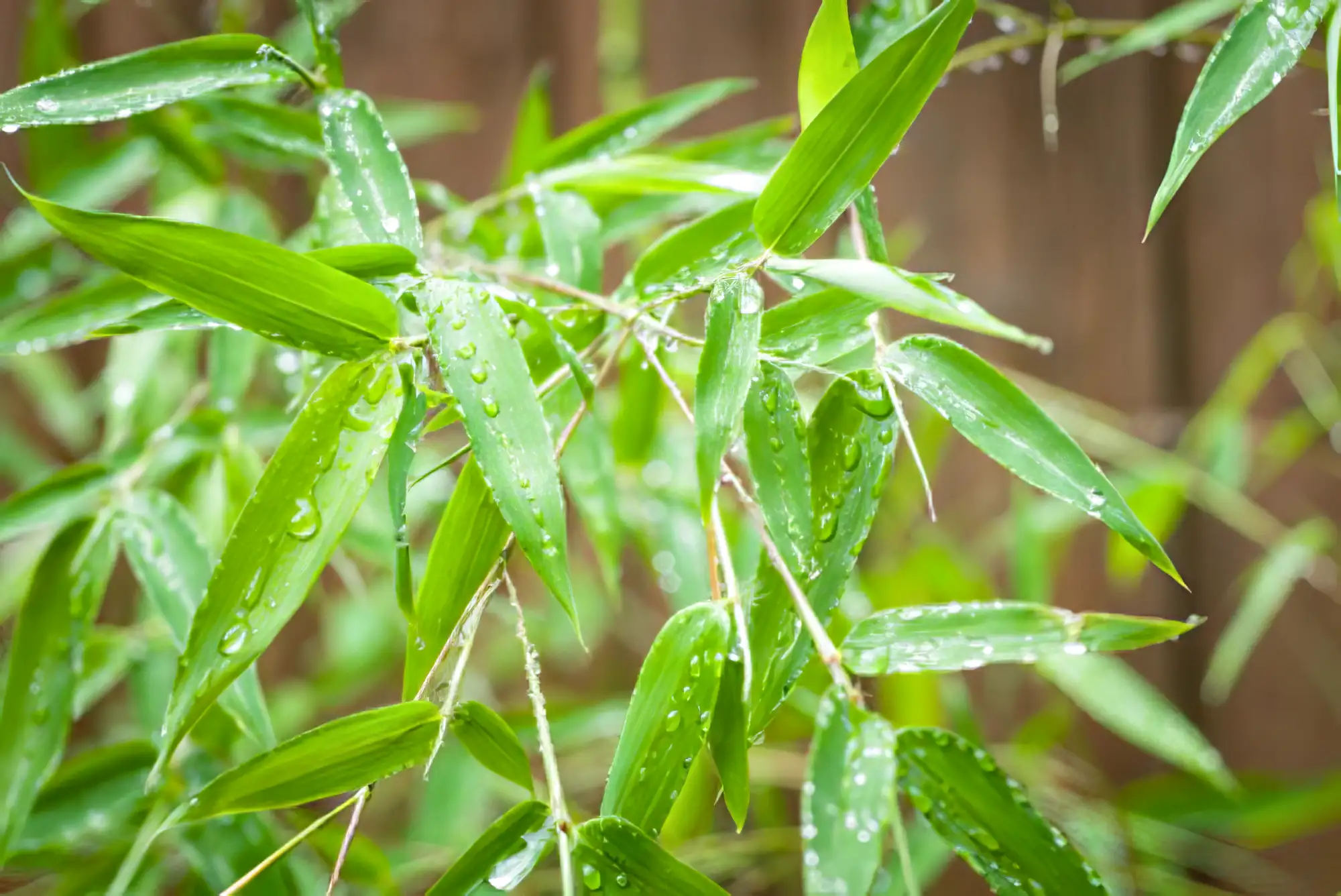 Bamboo