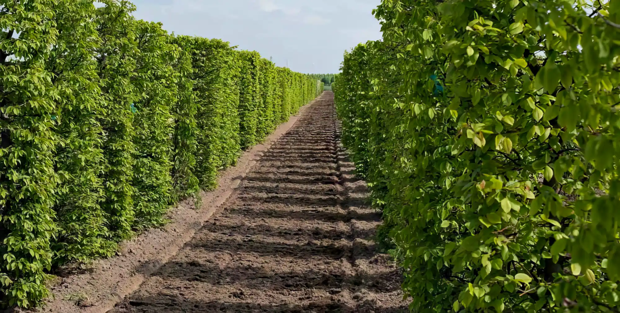 Hedges and Hedgerows