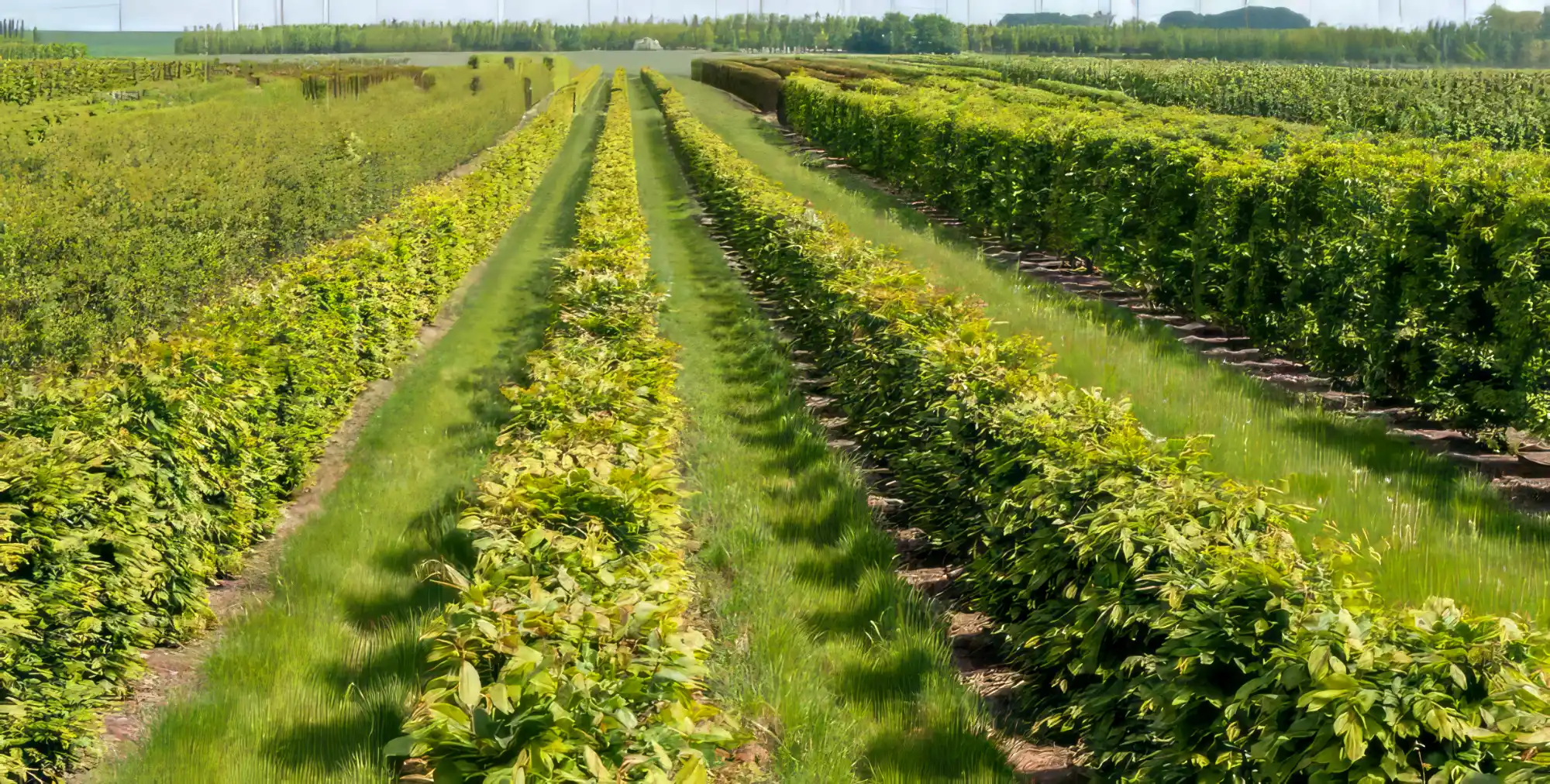 Hedges and Hedgerows
