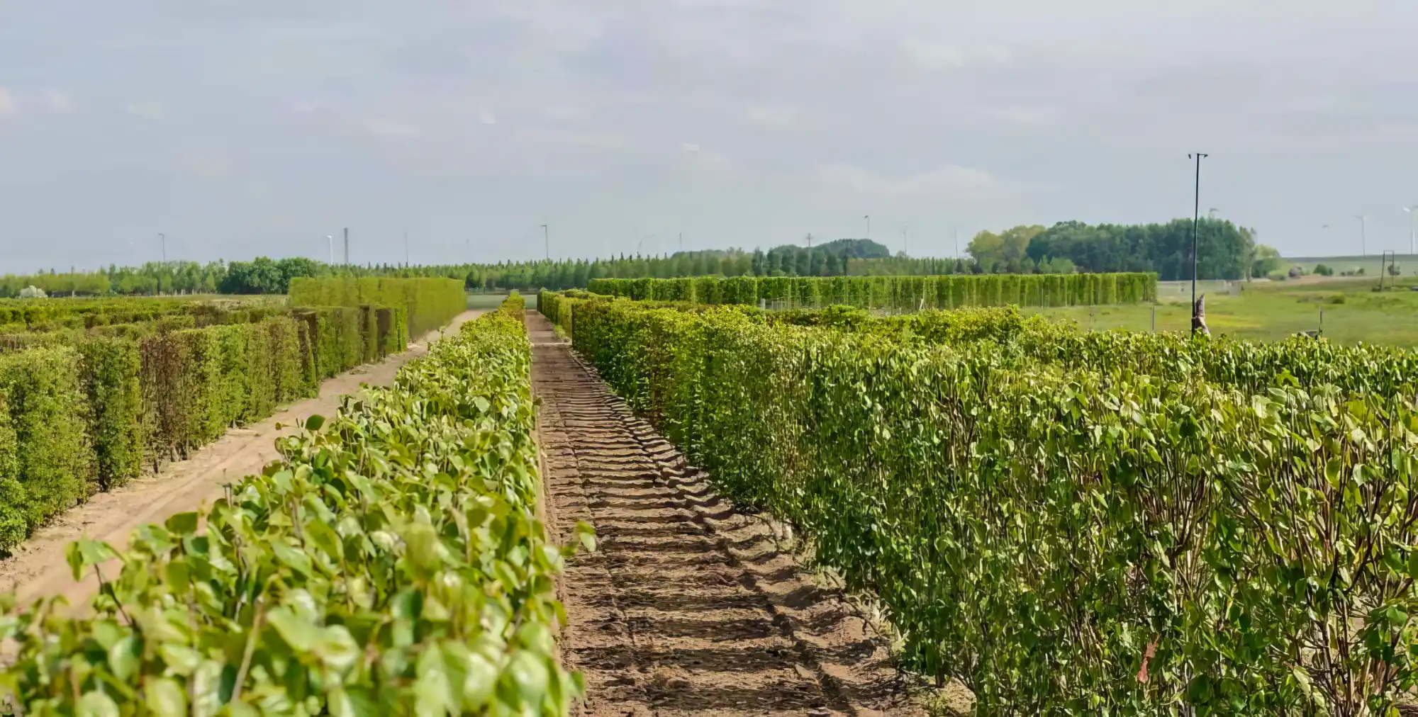 Hedges and Hedgerows